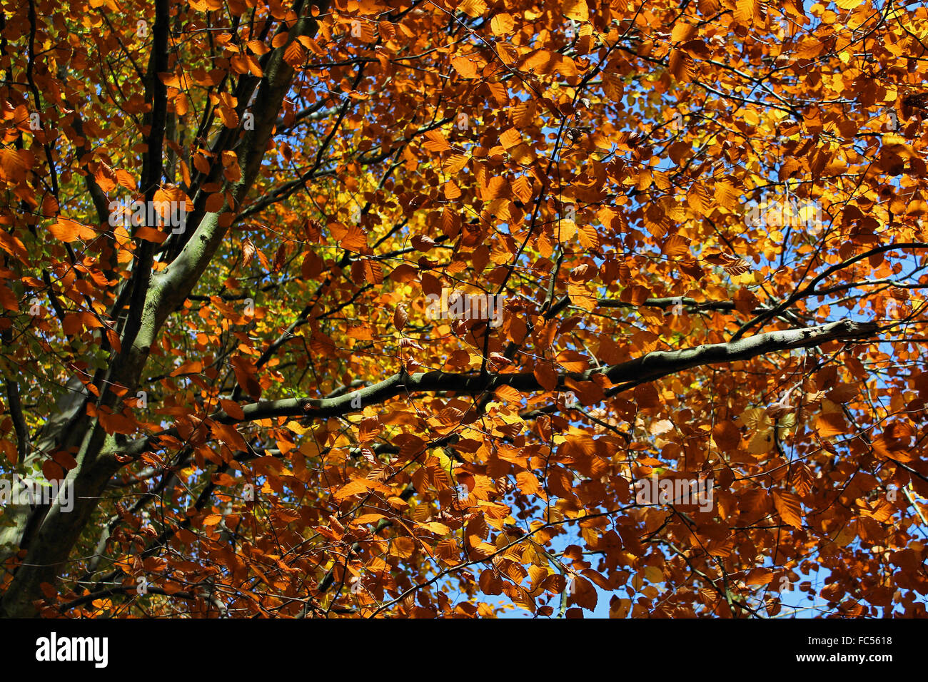 A golden brown yellow coloured Autumn tree in woodland around ...