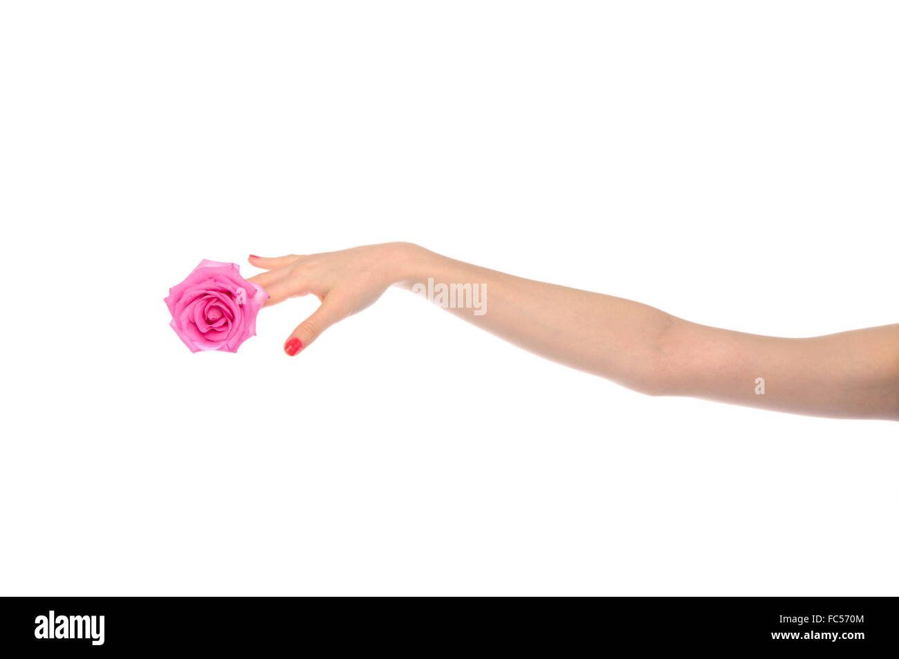 White rose in his hand Cut Out Stock Images & Pictures - Alamy