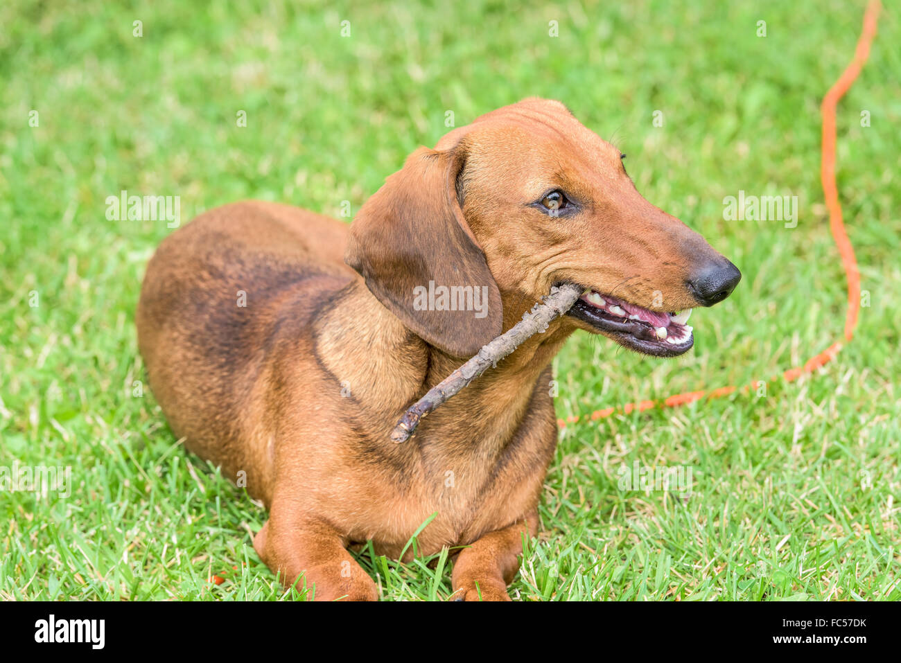 Passive dog hi-res stock photography and images - Alamy