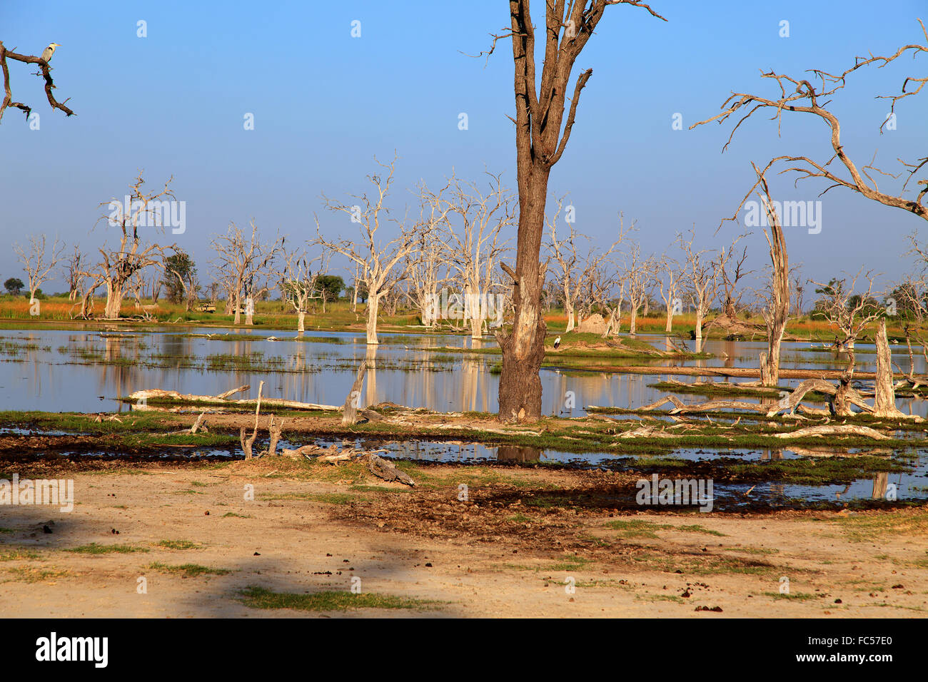dead tree island Stock Photo - Alamy