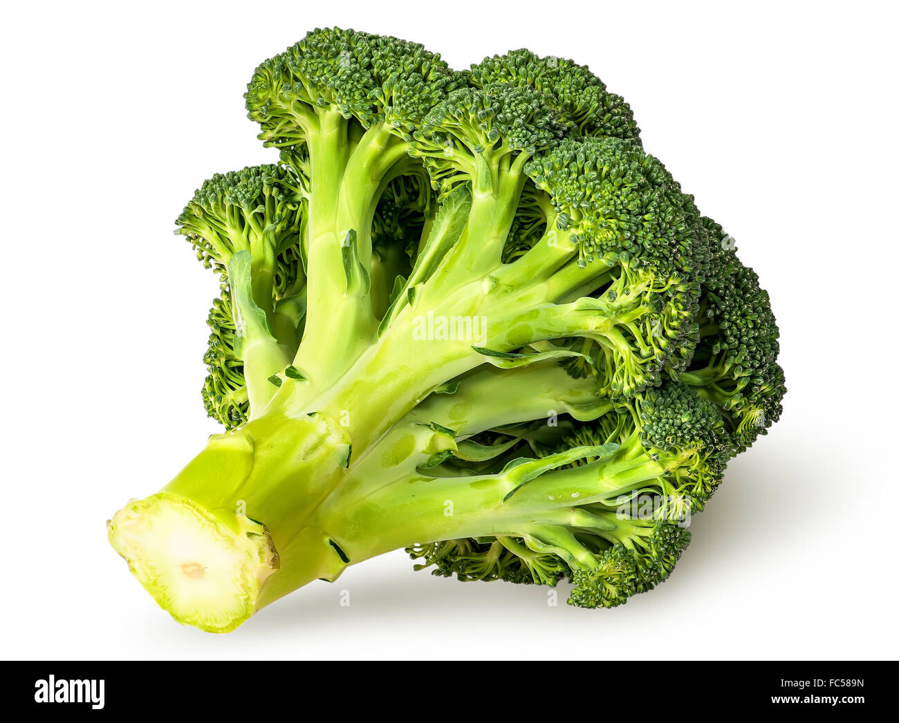 Large inflorescences of fresh broccoli bottom view isolated on white ...