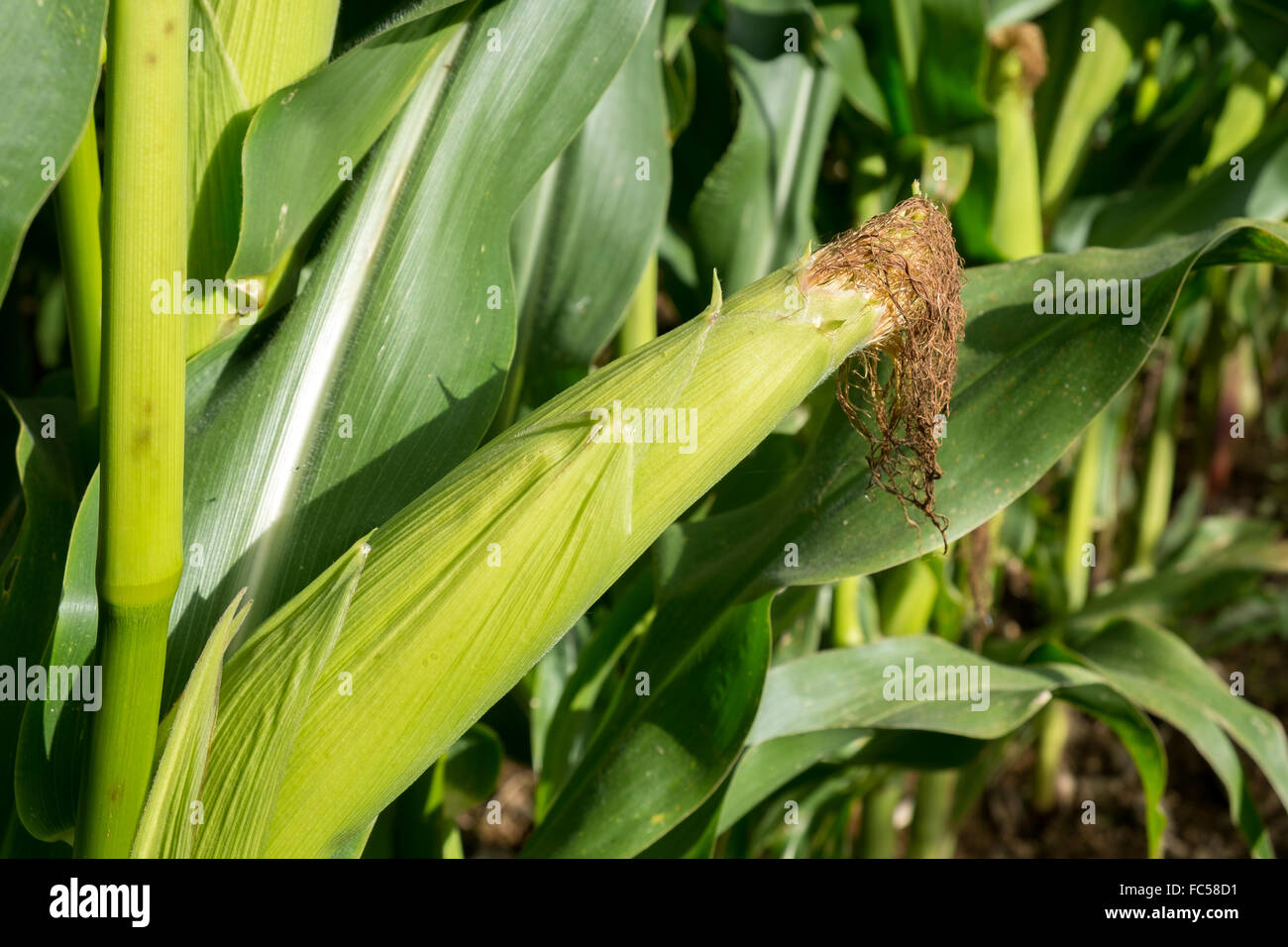 Sweetcorn Growing High Resolution Stock Photography and Images - Alamy