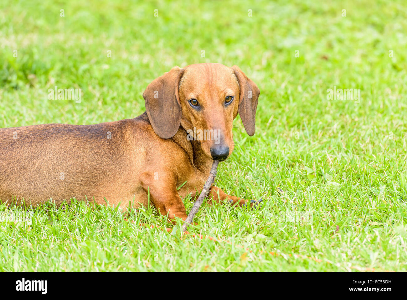 Passive dog hi-res stock photography and images - Alamy