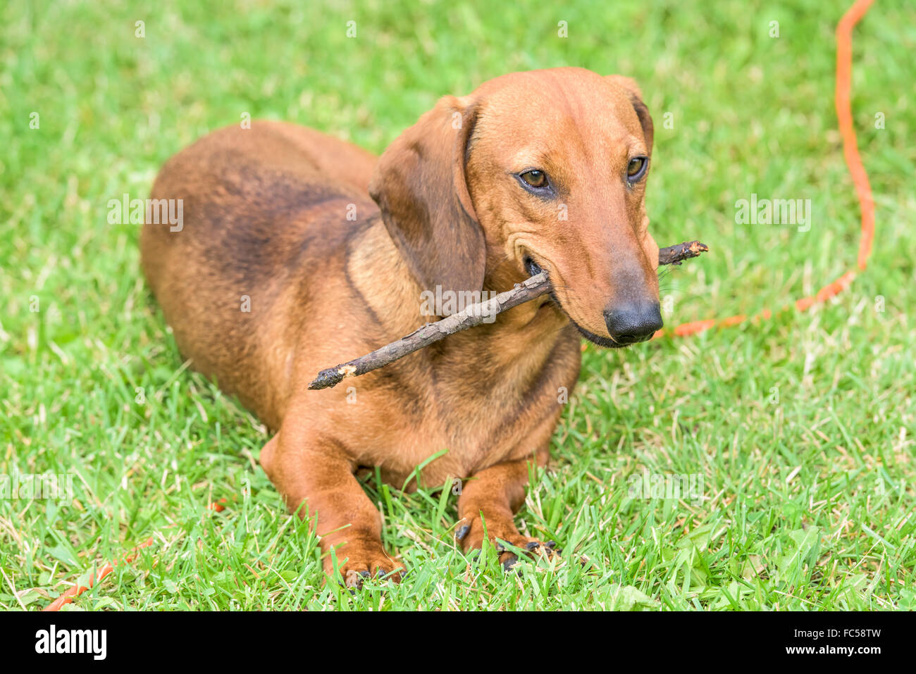 Passive dog hi-res stock photography and images - Alamy