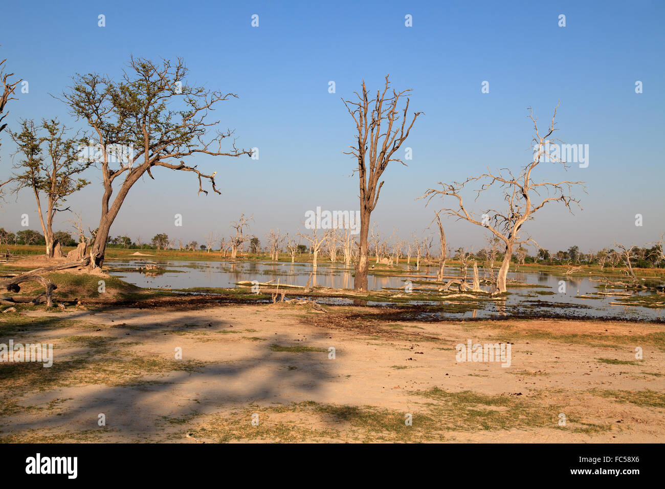 Dead tree island hi-res stock photography and images - Alamy