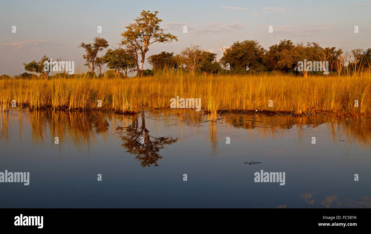 moremi game reserve Stock Photo - Alamy