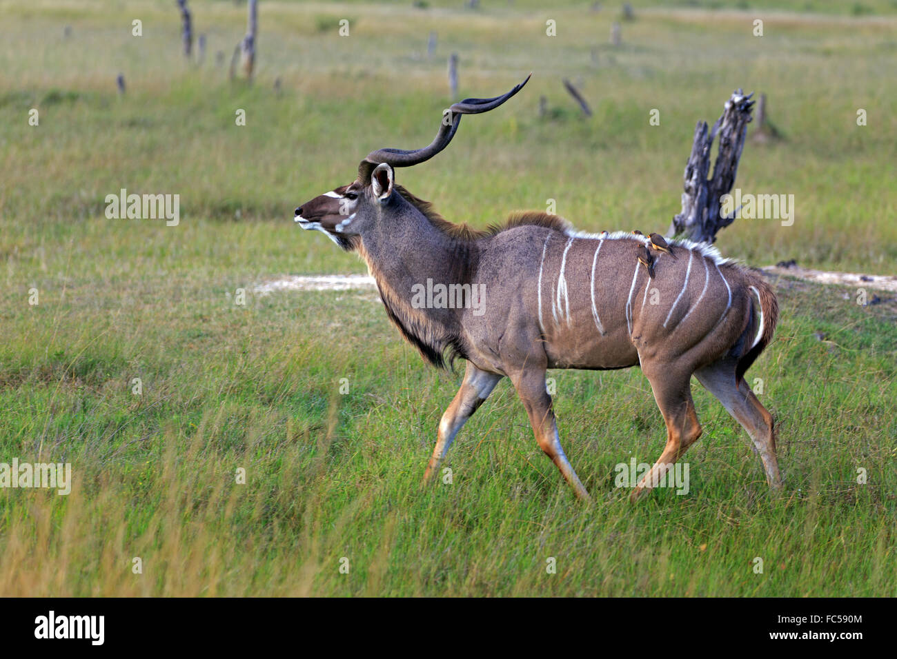 Kudu hi-res stock photography and images - Alamy
