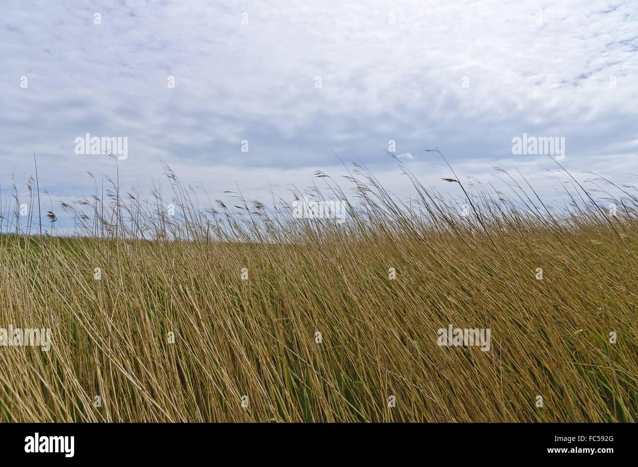 Reed bowed by the wind Stock Photo - Alamy