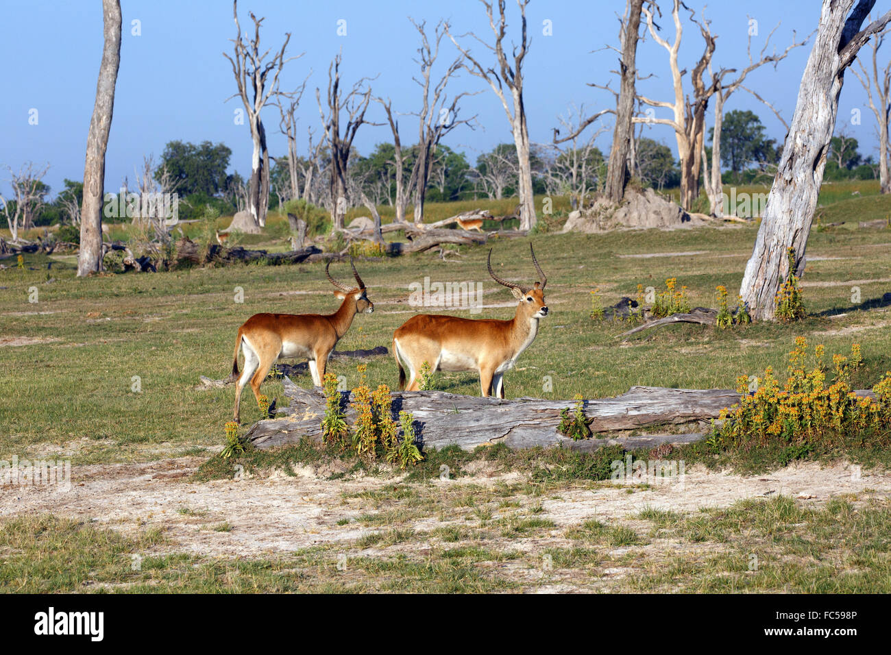 red lechwe waterbuck Stock Photo - Alamy