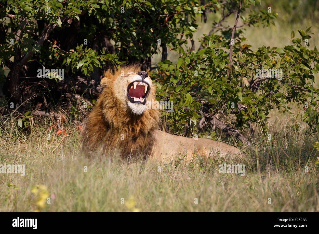 Male lion shows his teeth Stock Photo - Alamy