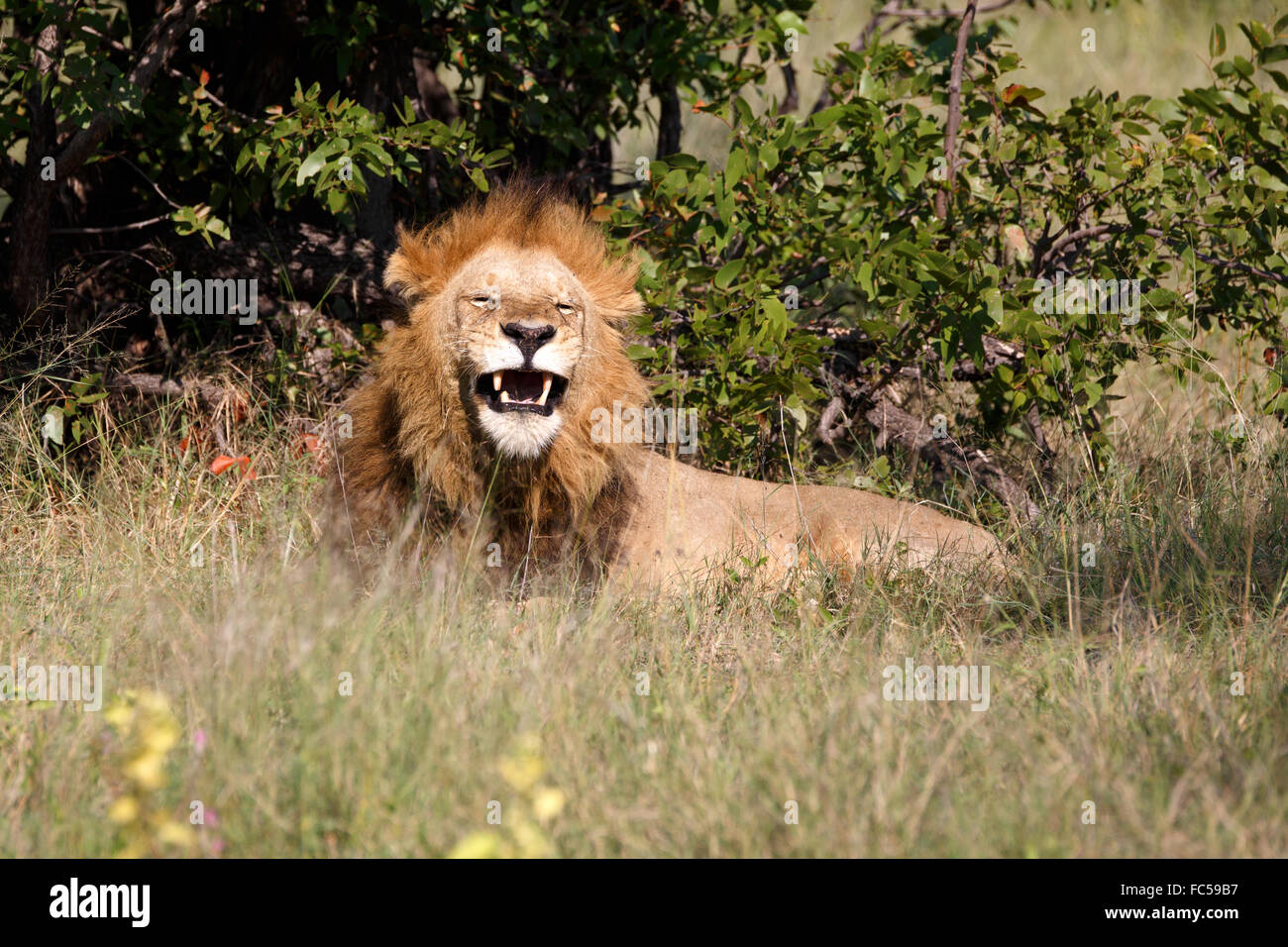 Male lion shows his teeth Stock Photo - Alamy