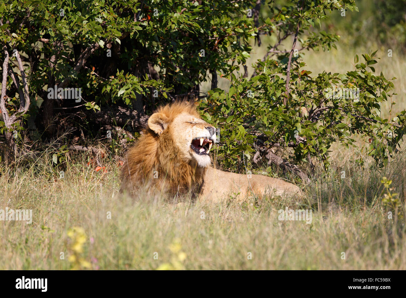 Male lion shows his teeth Stock Photo - Alamy