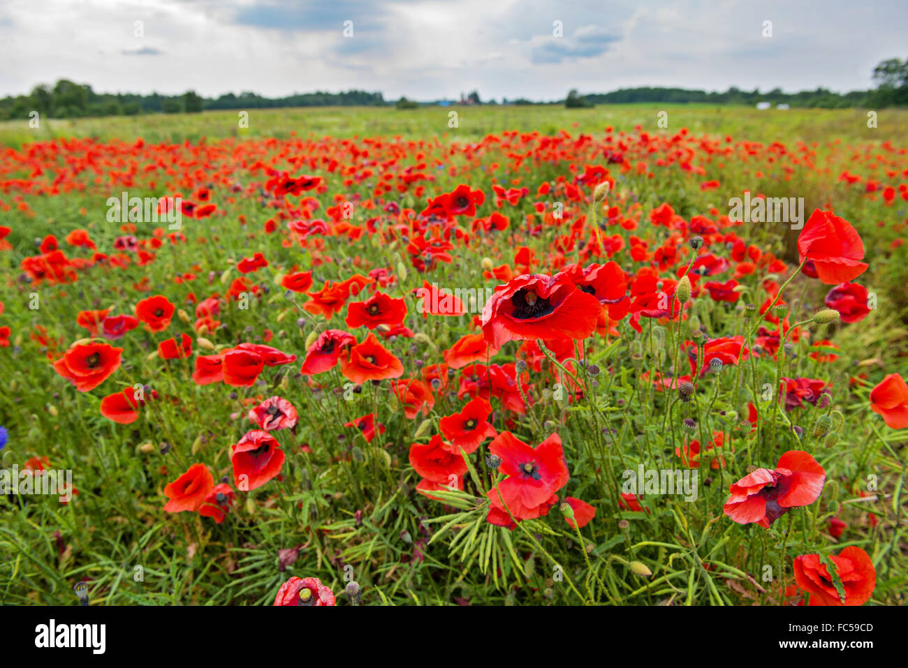 Field with red poppies Stock Photo - Alamy