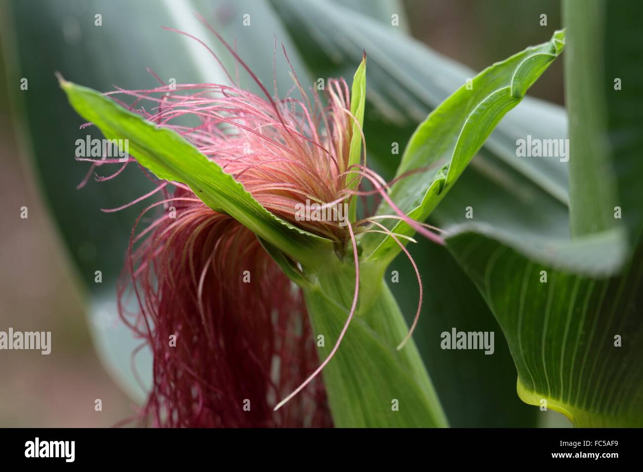 Maize flower hi-res stock photography and images - Alamy