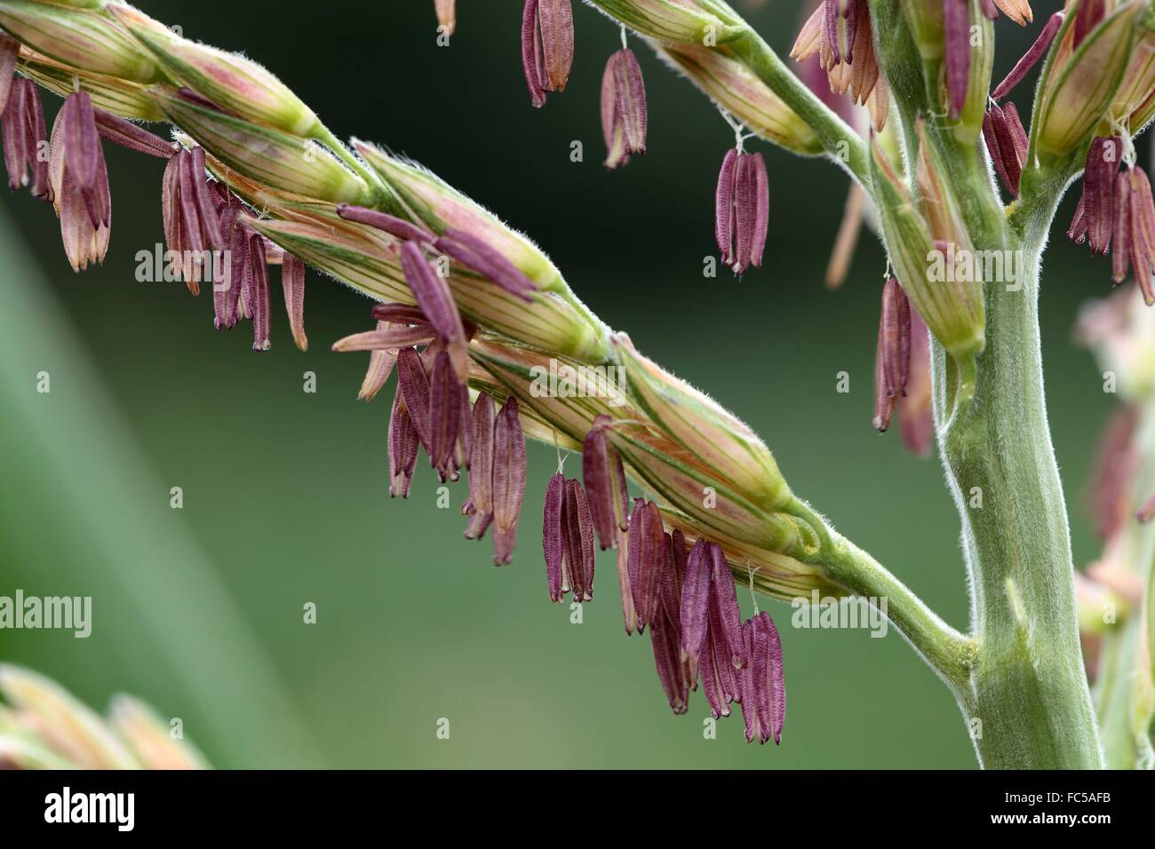Male And Female Parts Of Corn