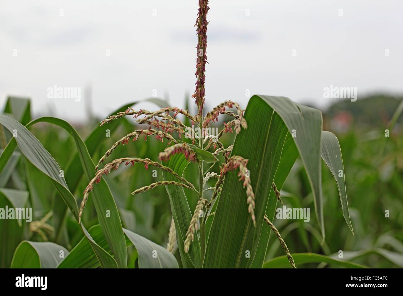 Male Maize Flower Stock Photo - Alamy