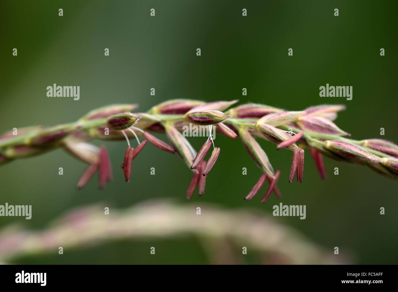 Male Maize Flower Stock Photo - Alamy