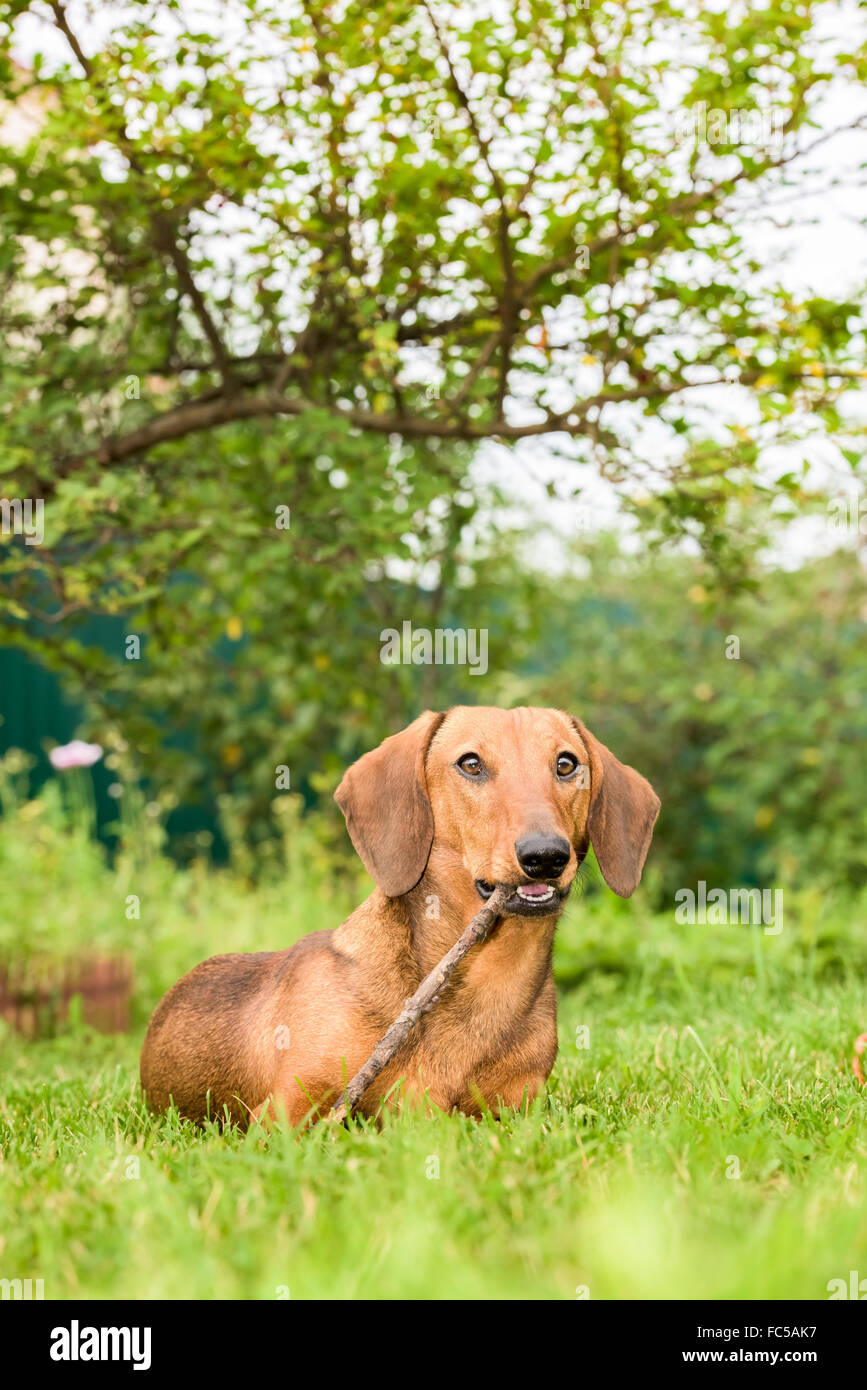 Passive dog hi-res stock photography and images - Alamy
