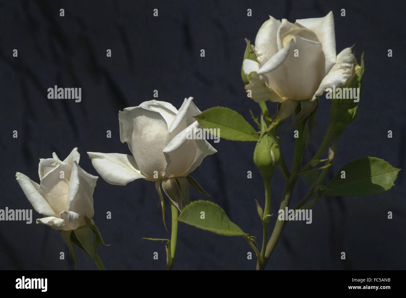 Floribundas hi-res stock photography and images - Alamy