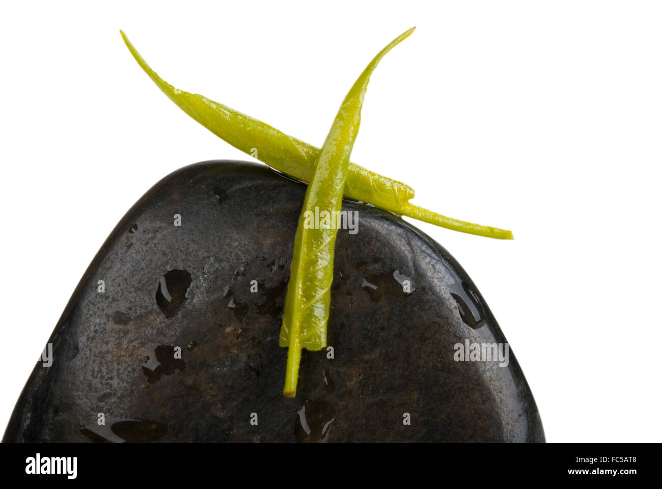 The tree of lie hi-res stock photography and images - Alamy