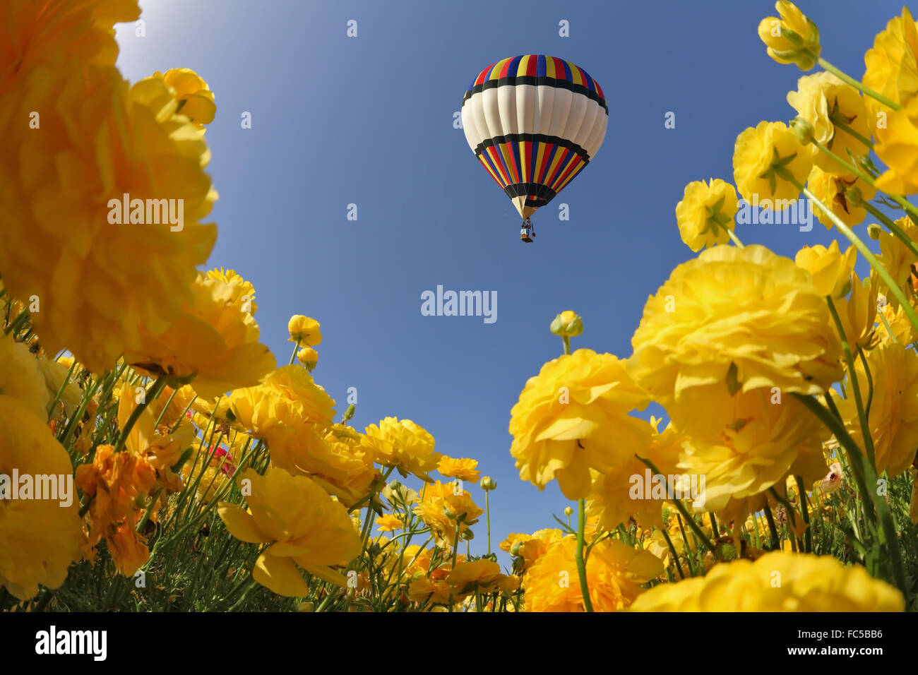 Meadow balloon hi-res stock photography and images - Alamy