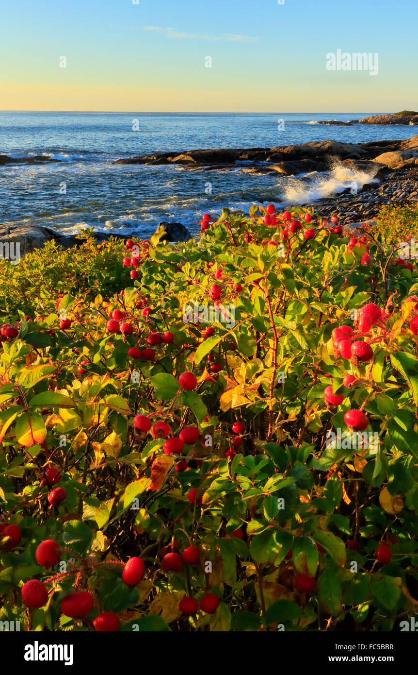 Wild Roses, Blueberry Hill, Schoodic Peninsula, Acadia National Park ...