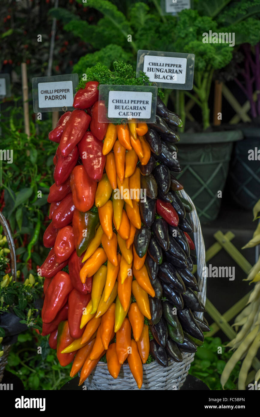 Chilli pepper display hi-res stock photography and images - Alamy