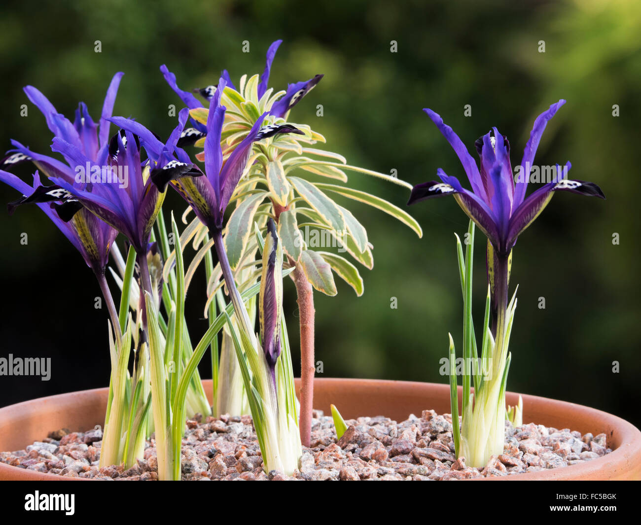 Iris reticulata container hi-res stock photography and images - Alamy