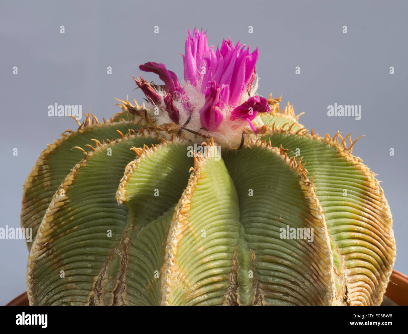 Aztekium hi-res stock photography and images - Alamy