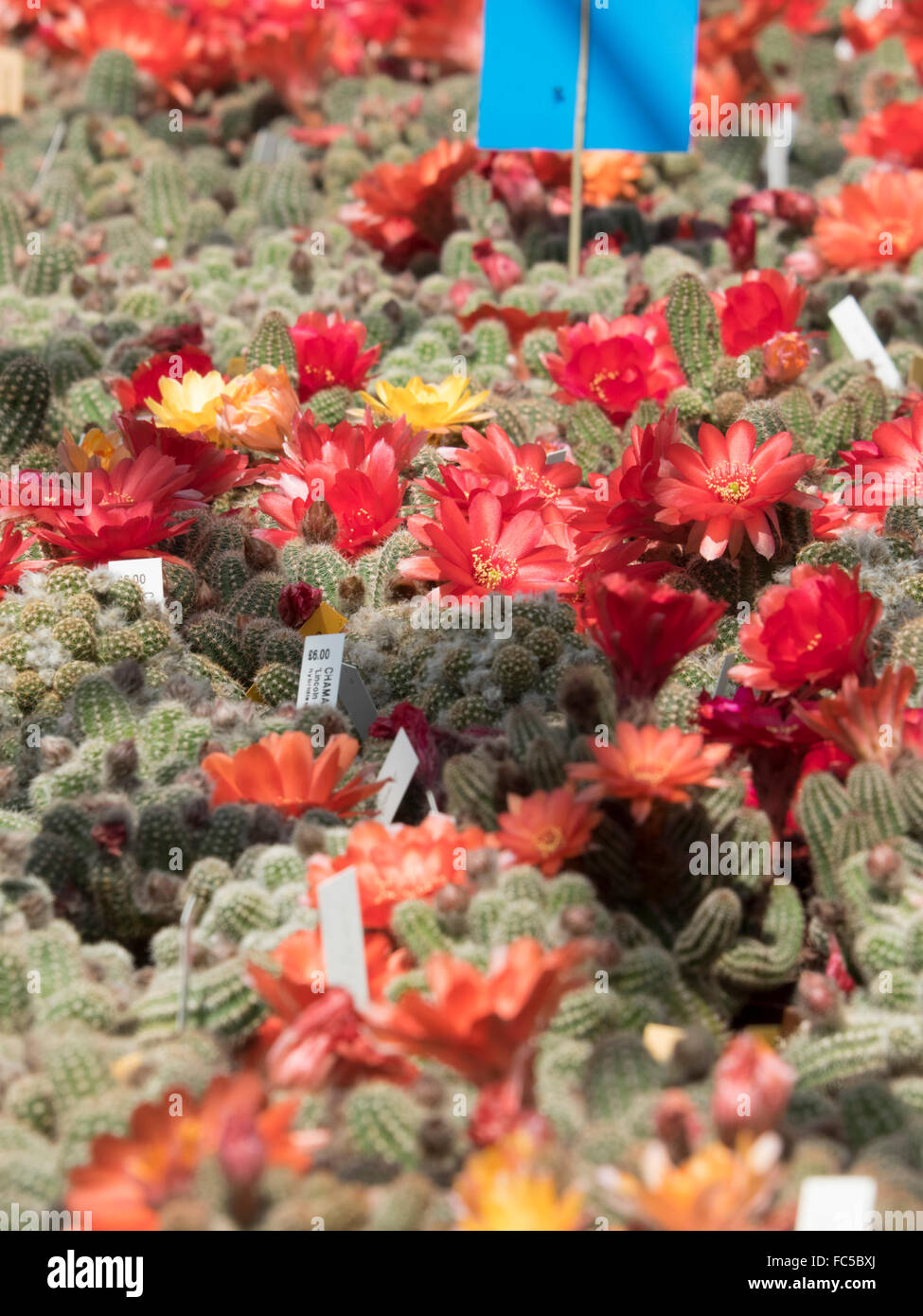 Red flowered cactus hi-res stock photography and images - Alamy