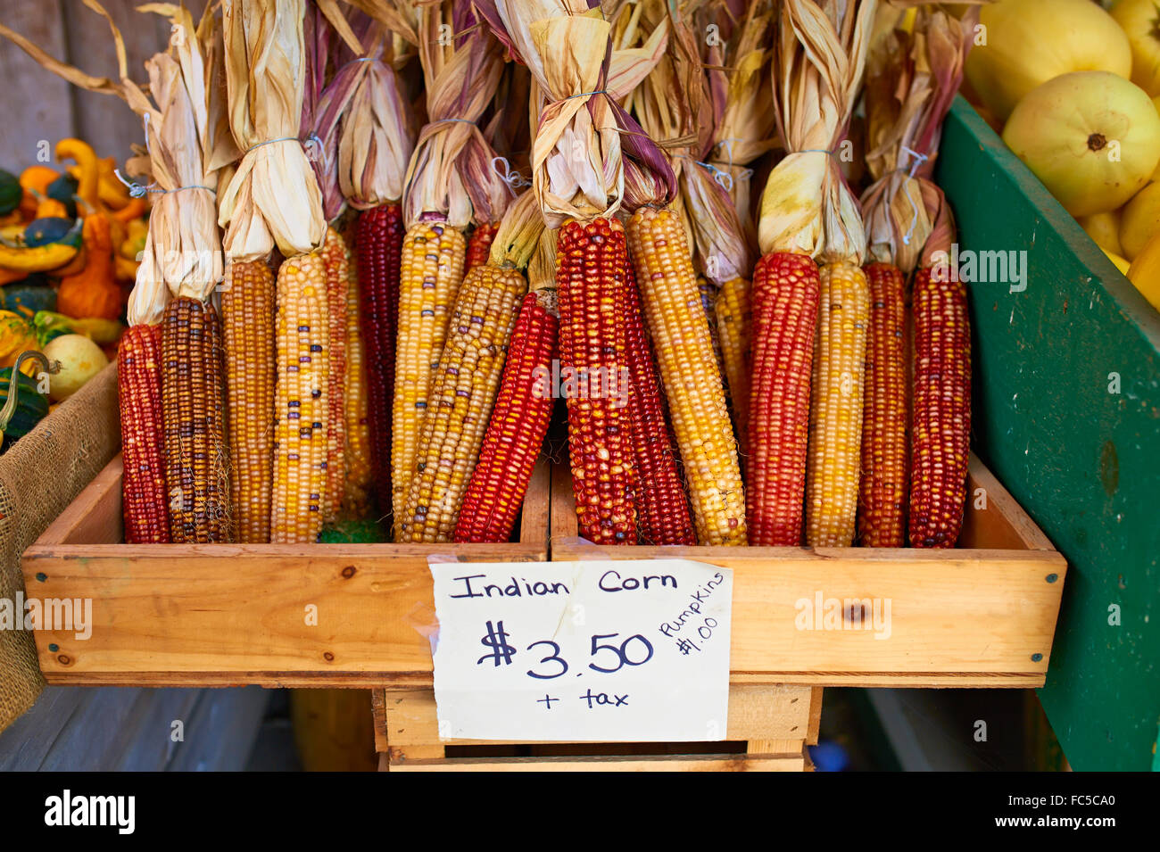 Bunches of indian corn Stock Photo - Alamy