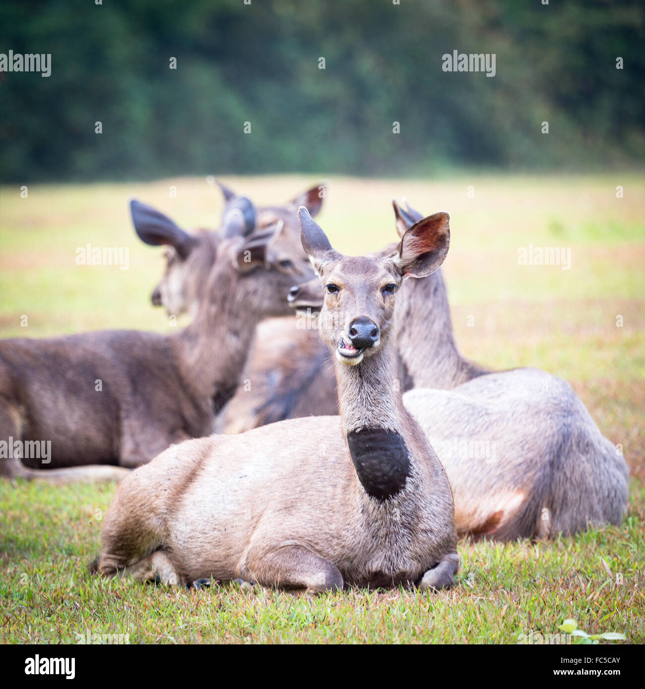 Sambar doe hi-res stock photography and images - Alamy