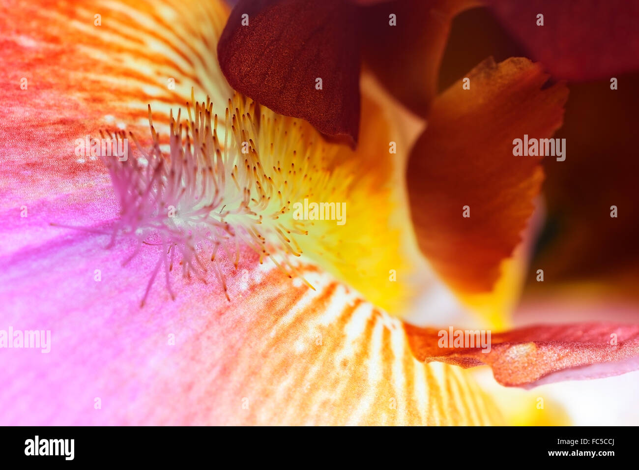 Beautiful iris flower hi-res stock photography and images - Alamy