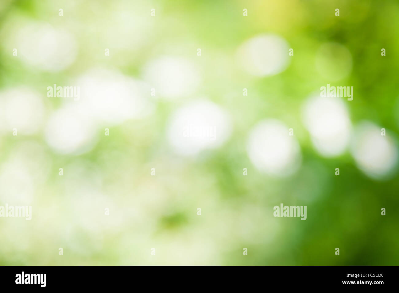 Beautiful sunny abstract green natural hi-res stock photography and ...