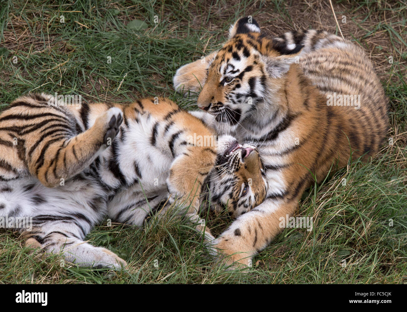 Play Fighting High Resolution Stock Photography and Images - Alamy