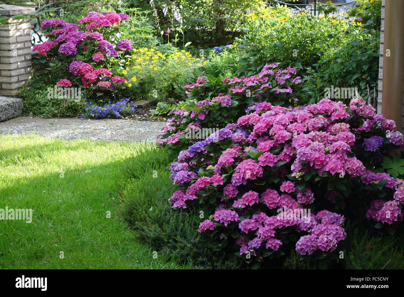 Hydrangeaceae hi-res stock photography and images - Alamy