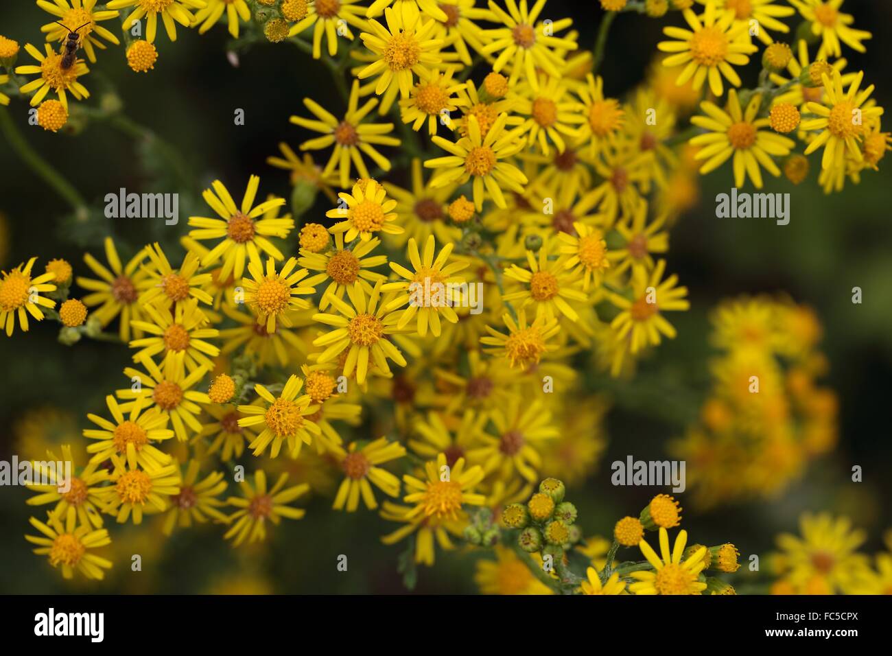 Ragwort (Jacobaea vulgaris Stock Photo - Alamy