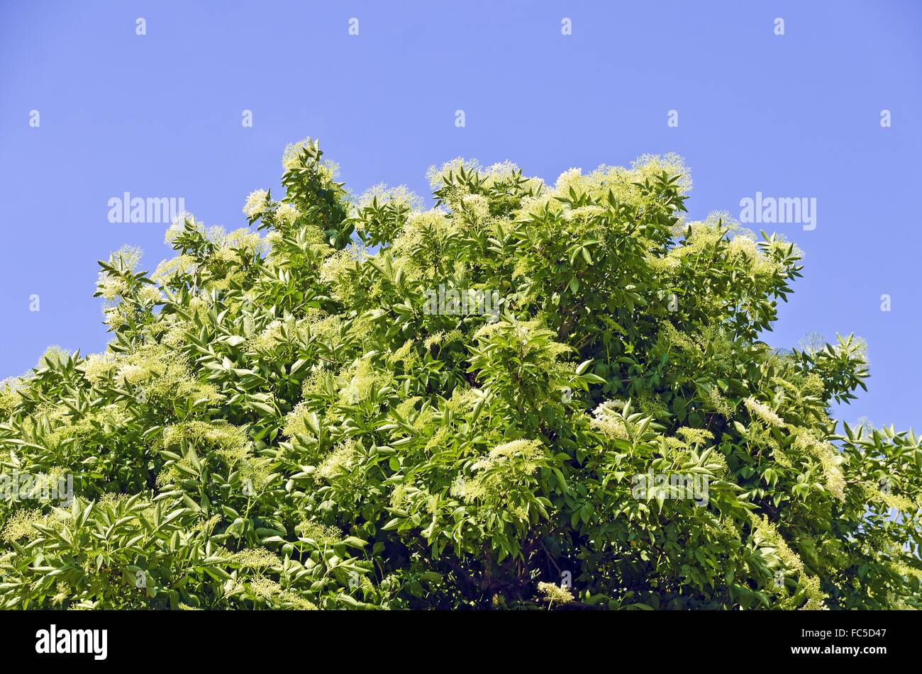 Top of bush hi-res stock photography and images - Alamy