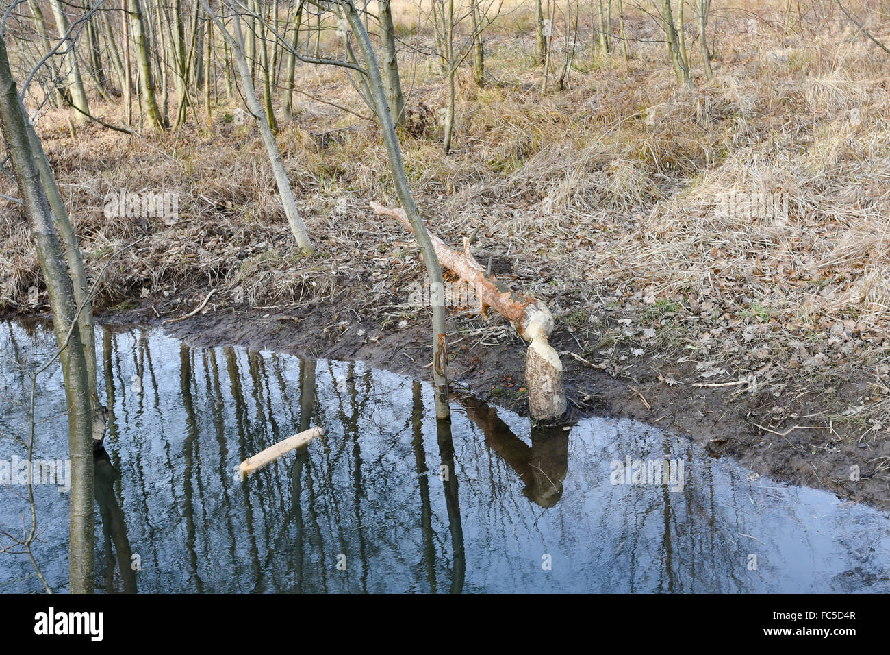 Beaver Tree Damage Stock Photo - Alamy