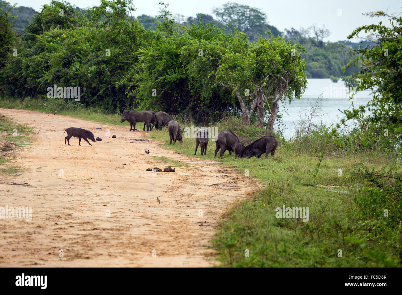 Kumana National Park, formerly Yala East, Kumana, Eastern Province, Sri ...