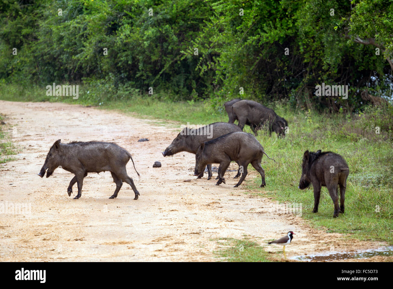 Kumana National Park, formerly Yala East, Kumana, Eastern Province, Sri ...