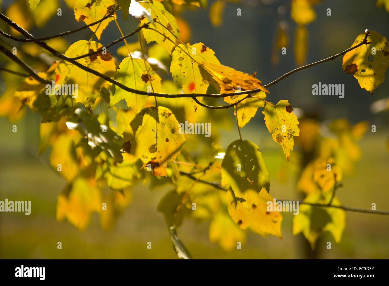 Golden leaves, swaying in the wind Stock Photo - Alamy