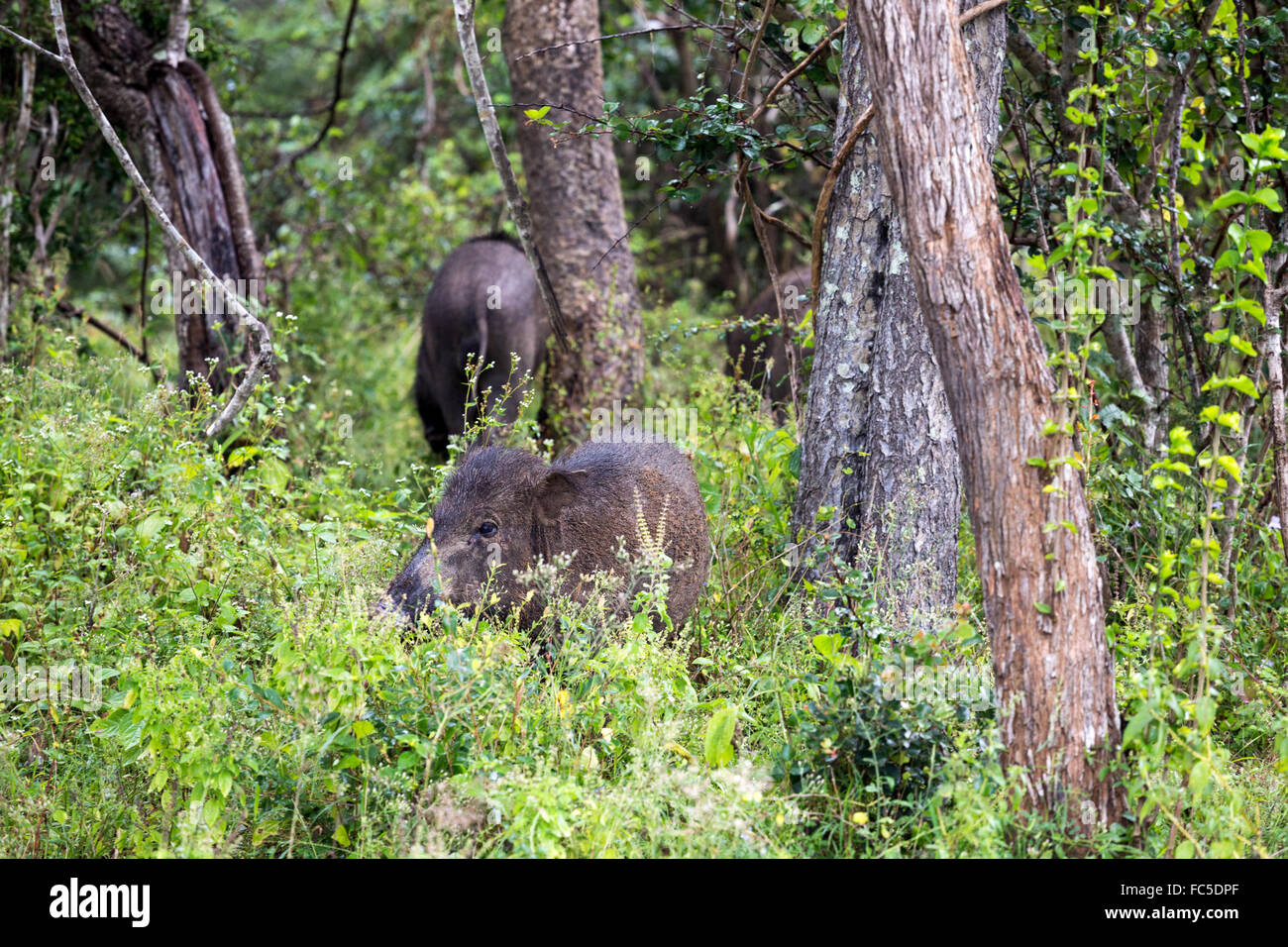 Kumana National Park, formerly Yala East, Kumana, Eastern Province, Sri ...