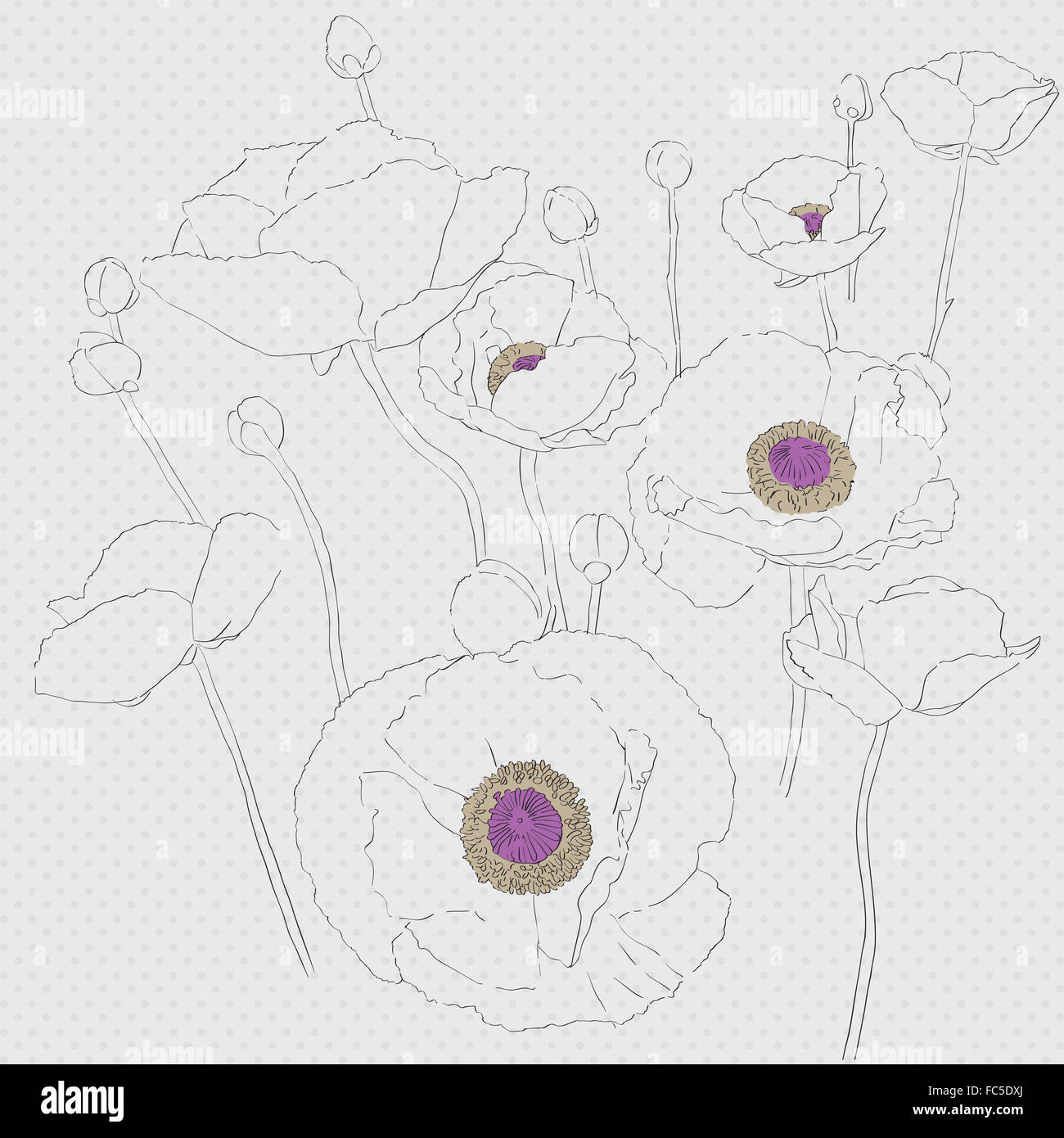 Poppy sketch hi-res stock photography and images - Alamy
