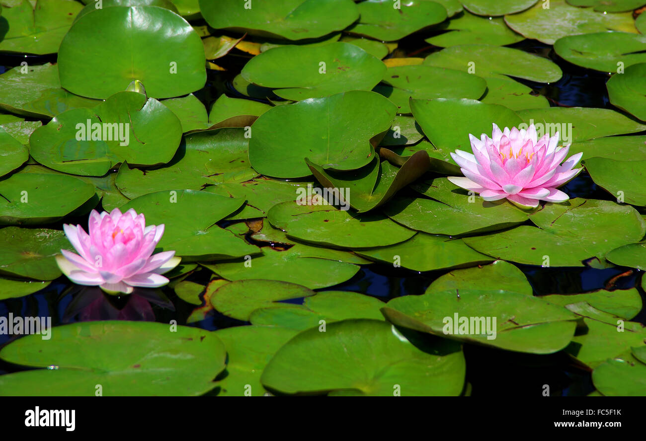 Flowers on the lake hi-res stock photography and images - Alamy