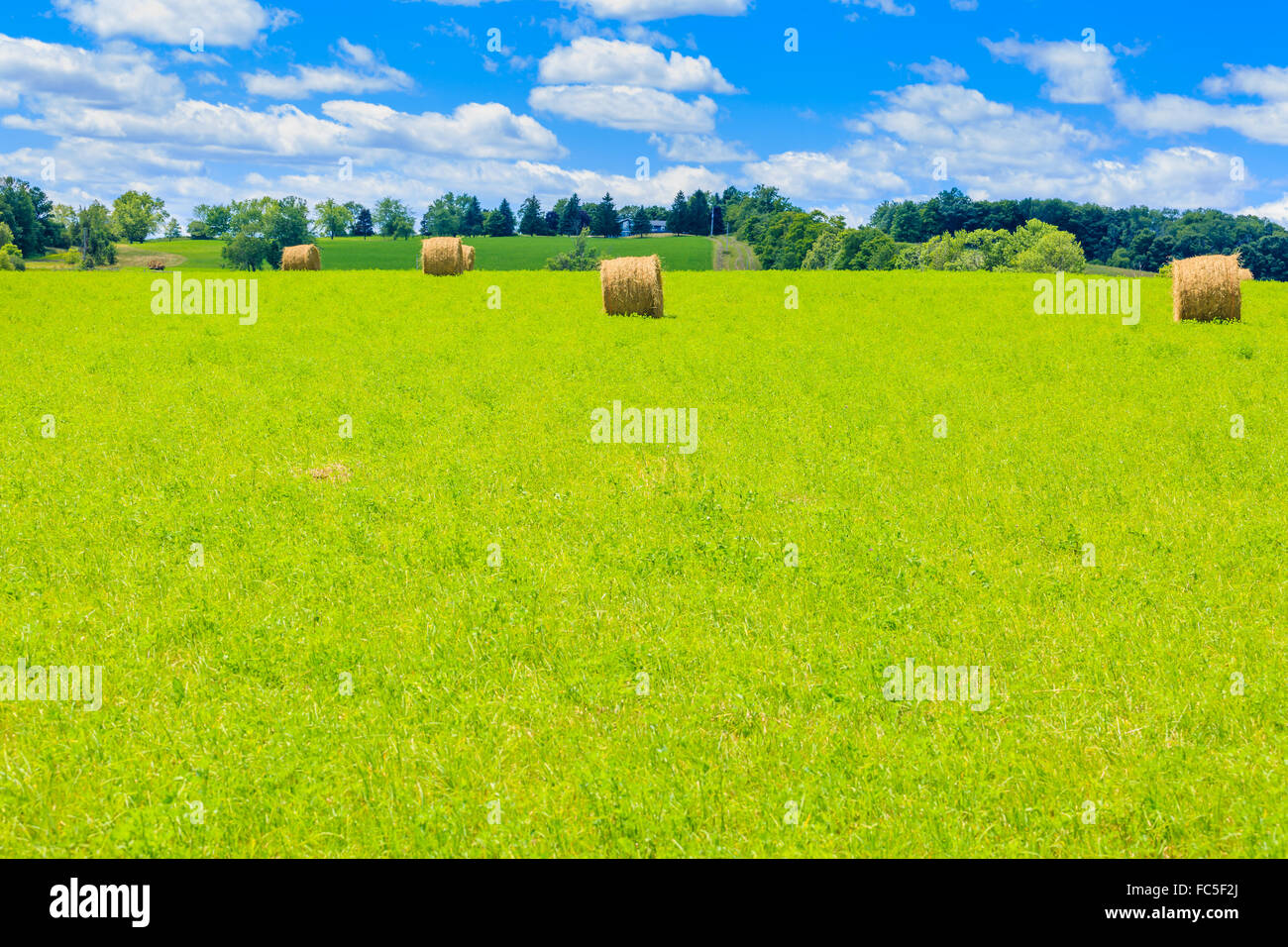 Round hay bales on the green field Stock Photo - Alamy