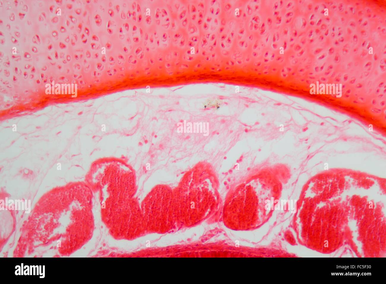Cells of trachea tissue under the microscope Stock Photo - Alamy