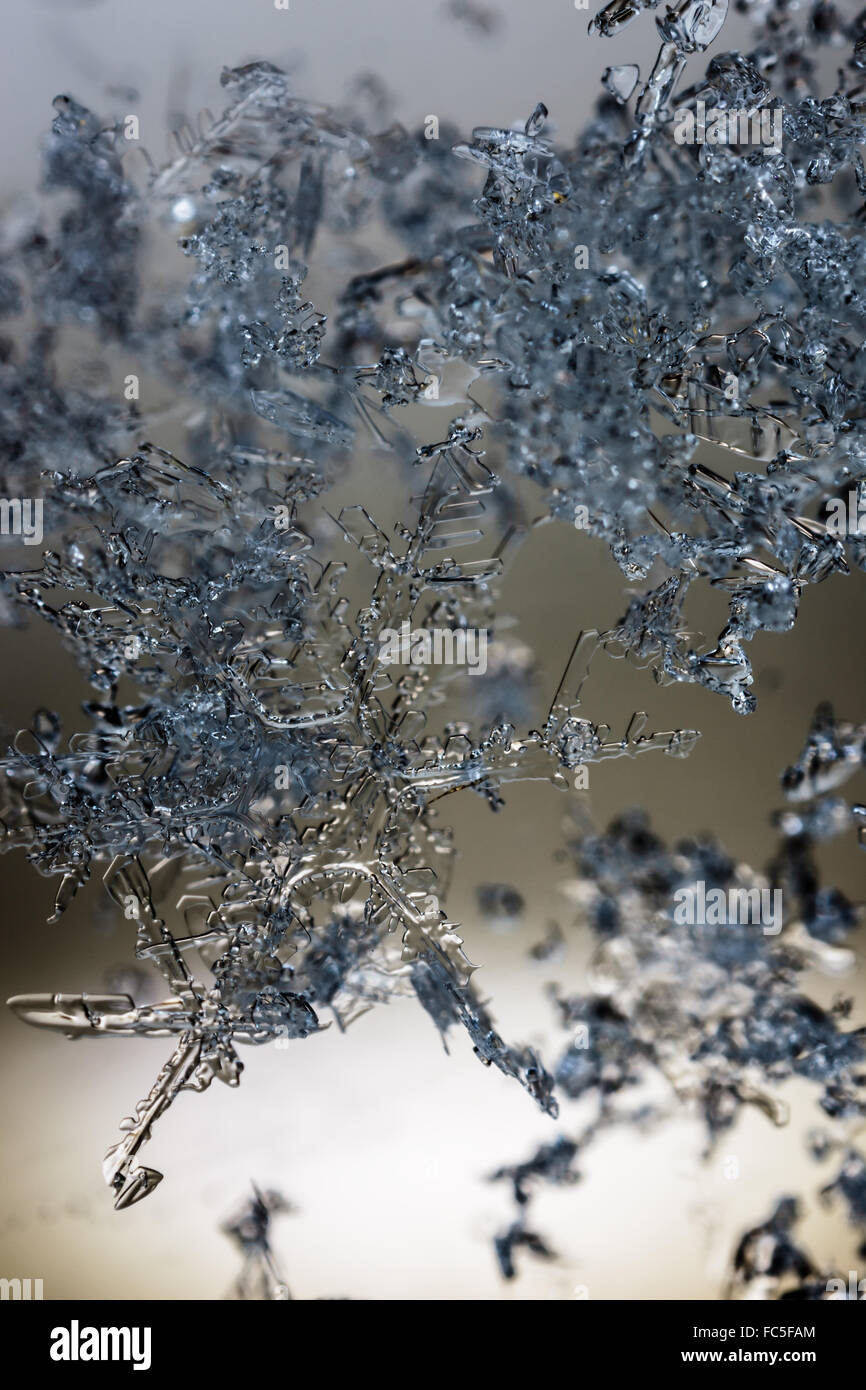 Real snowflakes macro hi-res stock photography and images - Alamy