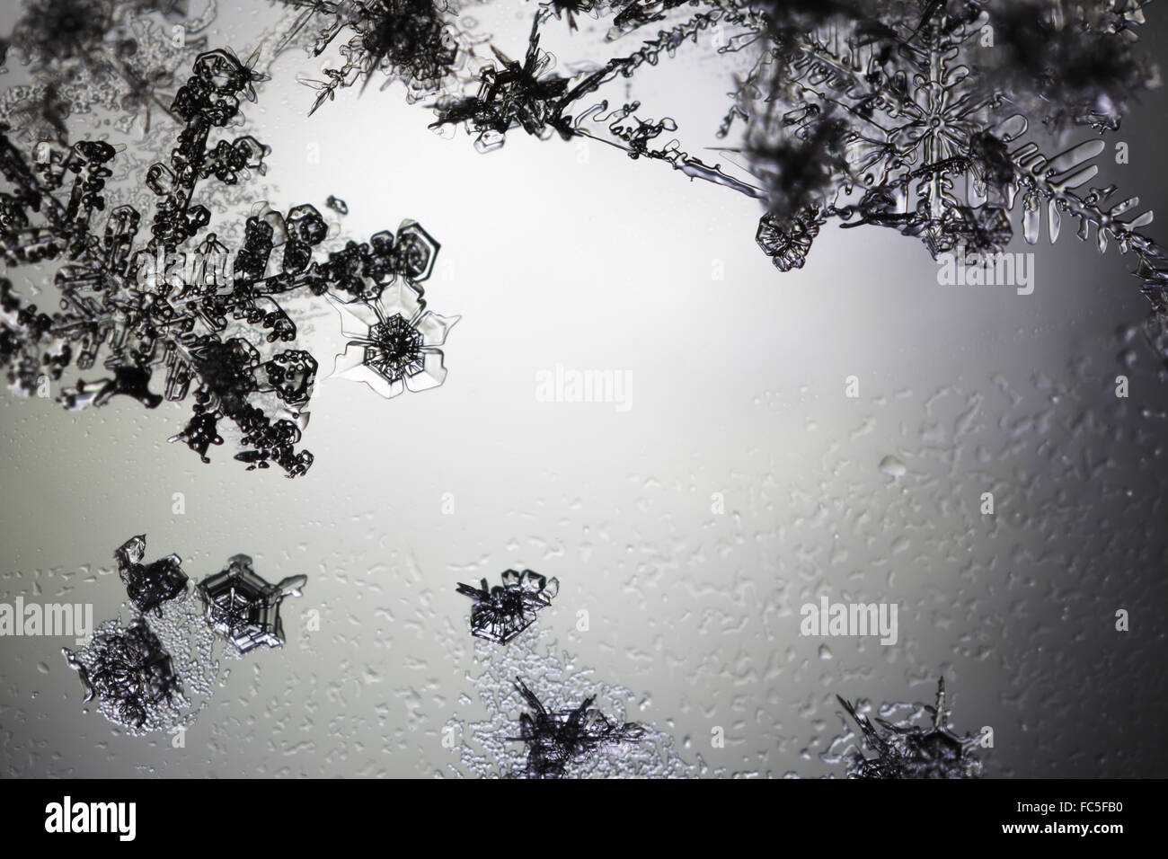 Melting snowflakes in a beam of light Stock Photo - Alamy