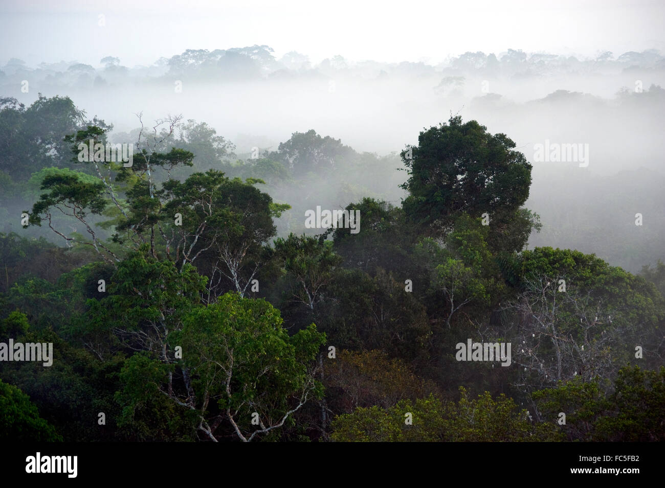 Amazon rain forest landscape hi-res stock photography and images - Alamy